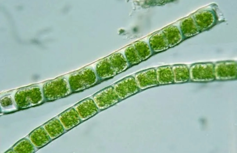 Algae Studies - لێکۆڵینەوەی ئەڵگا