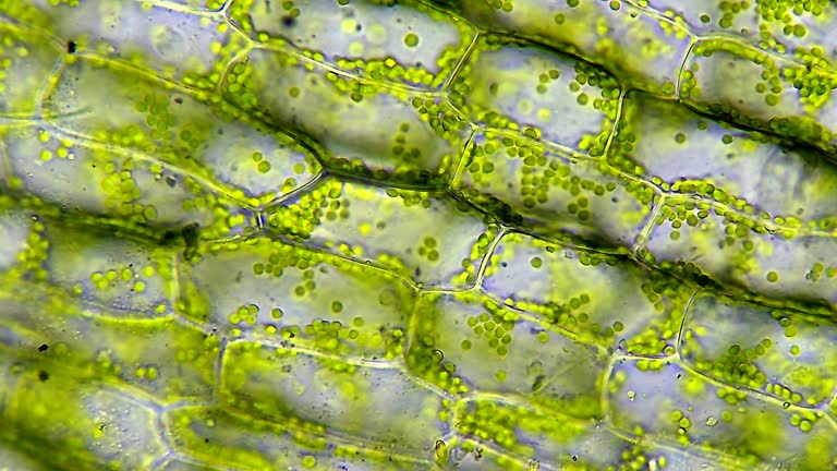 Plant Anatomy Chapter - بەشی توێکاری ڕووەک